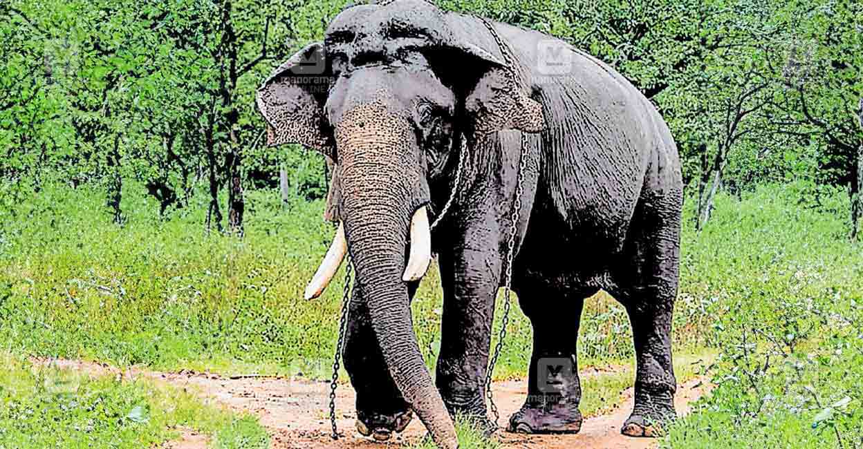 കാട്ടാനയെ തുരത്തുന്നതിനിടെ ജംബോ സവാരി ആന അർജുനയ്ക്ക് ദാരുണാന്ത്യം ...