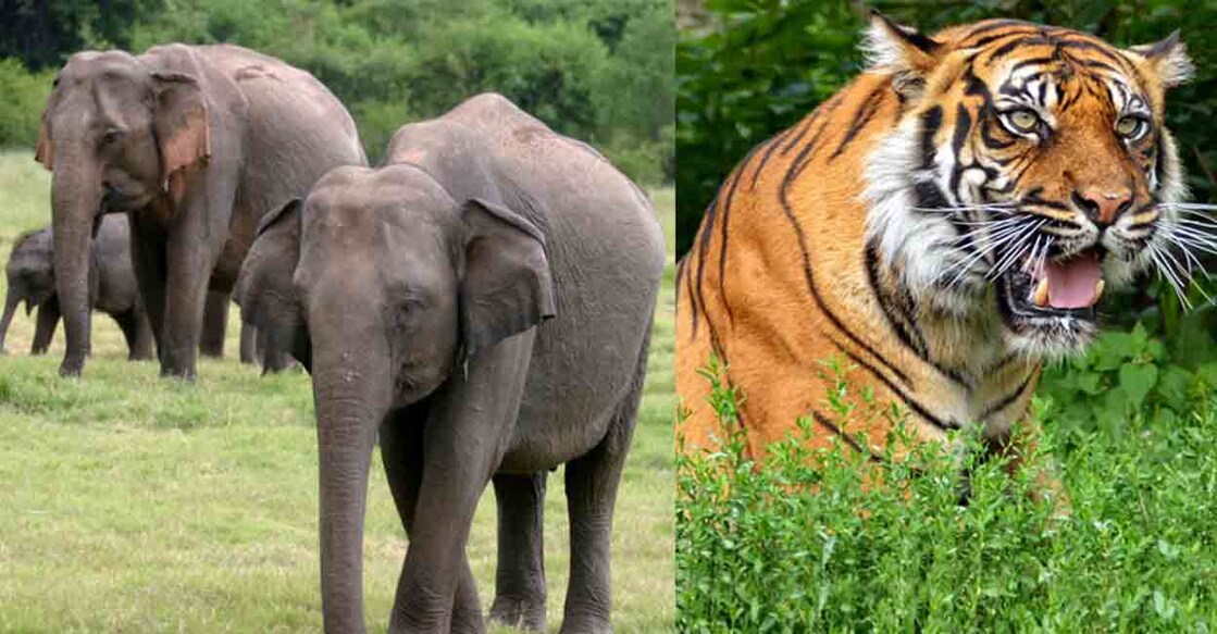 കണക്കെടുക്കുന്നു; ആനയെത്ര, കടുവയെത്ര? – Population survey for elephants and tigers | Malayalam ...