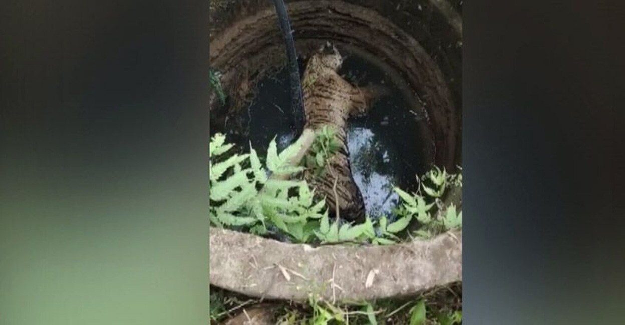 വയനാട്ടിൽ കടുവയെ കിണറ്റില്‍ ചത്തനിലയില്‍ കണ്ടെത്തി- Tiger Found dead ...