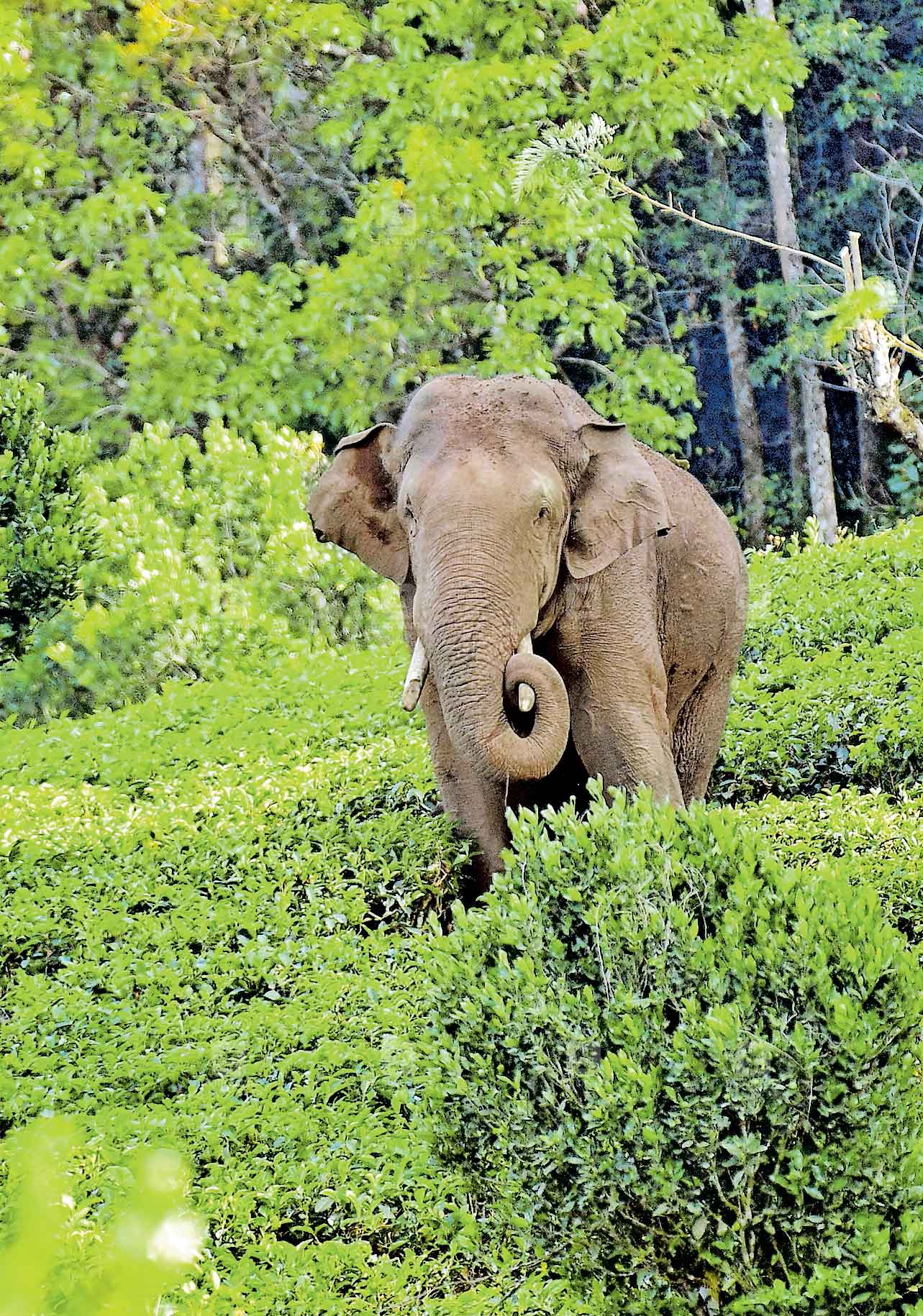 ഓപ്പറേഷൻ അരിക്കൊമ്പൻ: ദൗത്യസംഘത്തിലെ രണ്ടാമത്തെ കുങ്കിയാനയും ...
