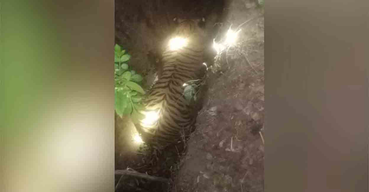 വയനാട് വന്യജീവി സങ്കേതത്തില്‍ കടുവ ചത്തനിലയില്‍ - Tiger | Wayanad ...