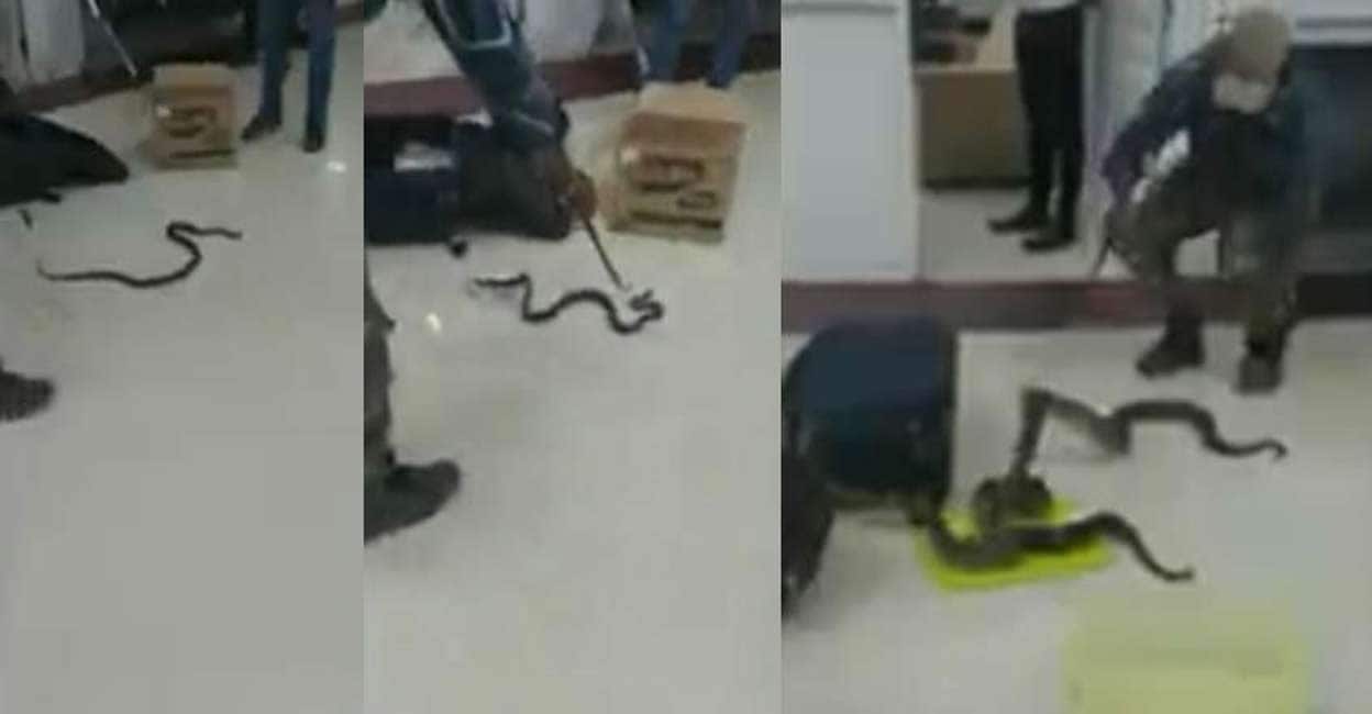 വിമാനത്താവളത്തിൽ യാത്രക്കാരിയുടെ ലഗേജില്‍ 22ഓളം പാമ്പുകൾ; ഞെട്ടി ...