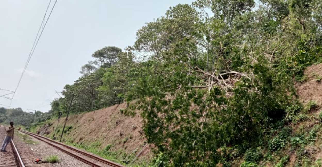 കടുത്തുരുത്തിയിൽ ലൈനിലേക്ക് മരം വീണ് റെയിൽ ഗതാഗതം തടസപ്പെട്ടു | A tree ...