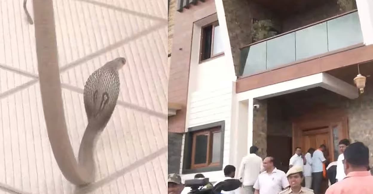 ബസവരാജ് ബൊമ്മെ വന്നപ്പോള്‍ ബിജെപി ഓഫിസില്‍ ഇഴഞ്ഞെത്തി മൂര്‍ഖന്‍– വിഡിയോ - Snake Found in BJP ...