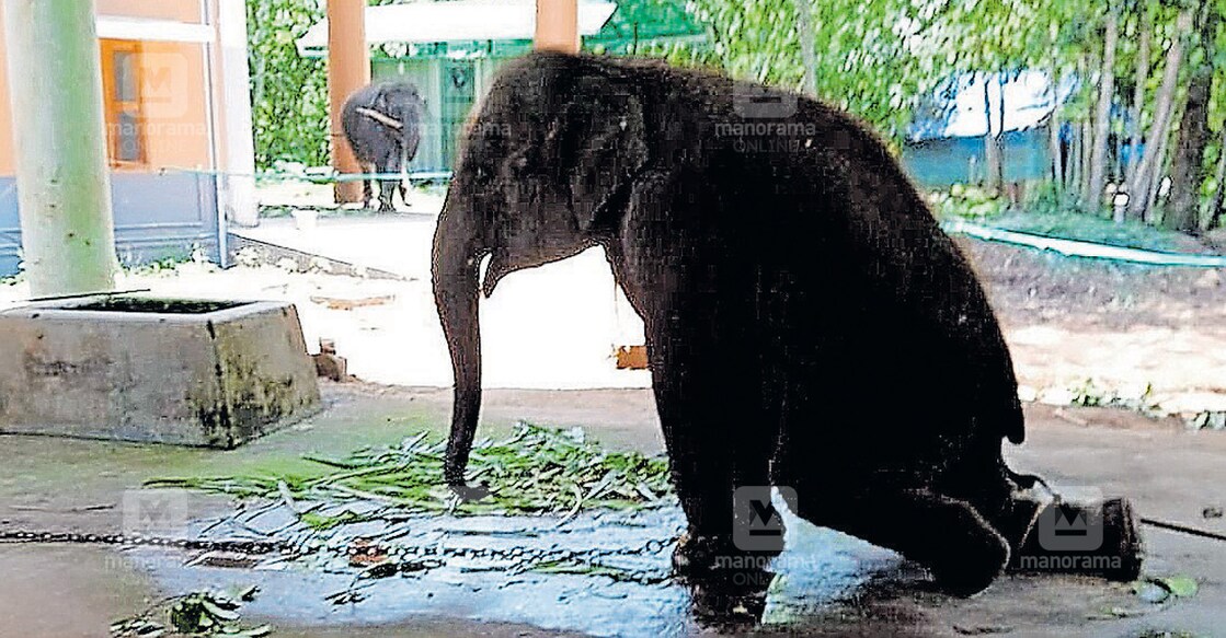 ‘മനു’വിന് അടിയന്തരമായി വിദഗ്ധ വൈദ്യസഹായം നൽകാൻ ഹൈക്കോടതി നിർദേശം ...