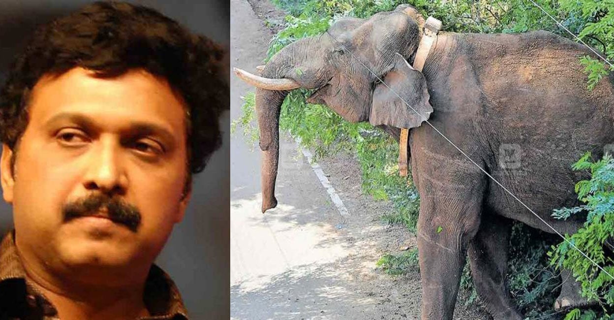 ‘എവിടെക്കൊണ്ടുപോയി പാർപ്പിച്ചാലും അവൻ തിരികെ വരും; അരിക്കൊമ്പനെ ...