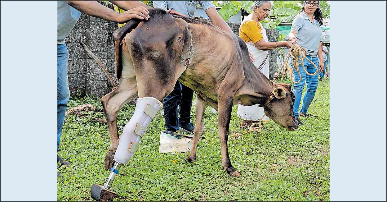ത്രേസ്യാമ്മയുടെ ‘മണിക്കുട്ടി’ കൃത്രിമക്കാലിൽ ജീവിക്കും - Thresiamma's ...