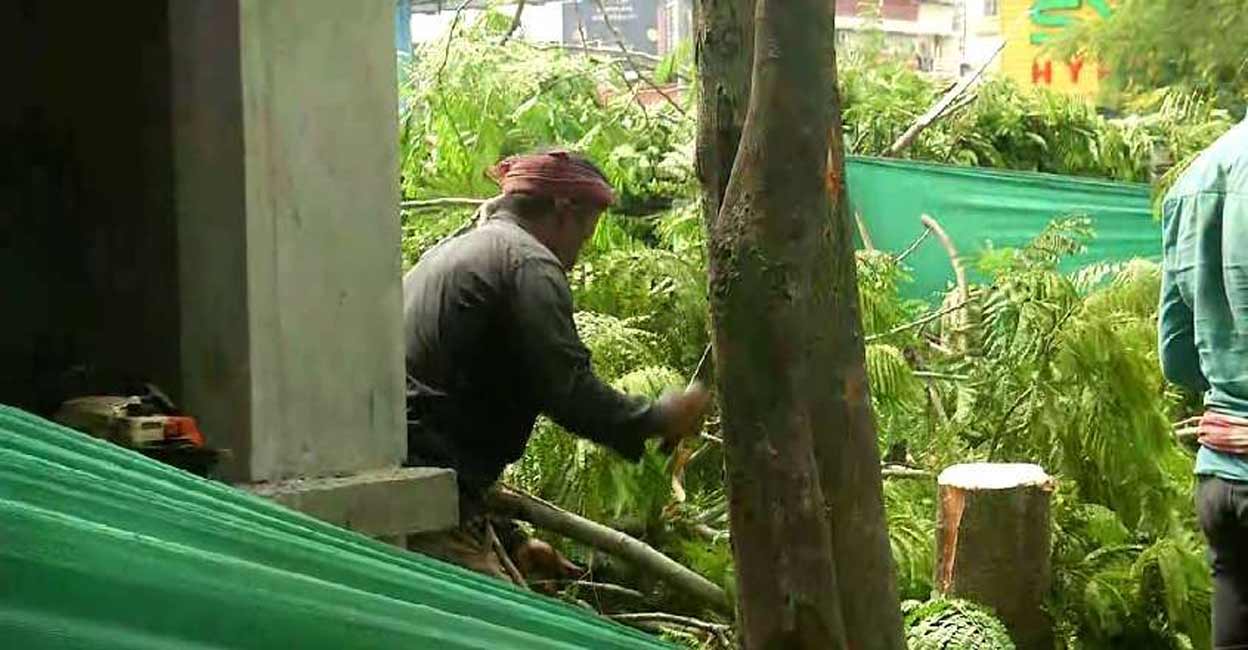 മറൈൻഡ്രൈവ് വാക്‌വേയിലെ മരങ്ങൾ മുറിച്ചു; നാട്ടുകാരുടെ പ്രതിഷേധം - Kochi ...
