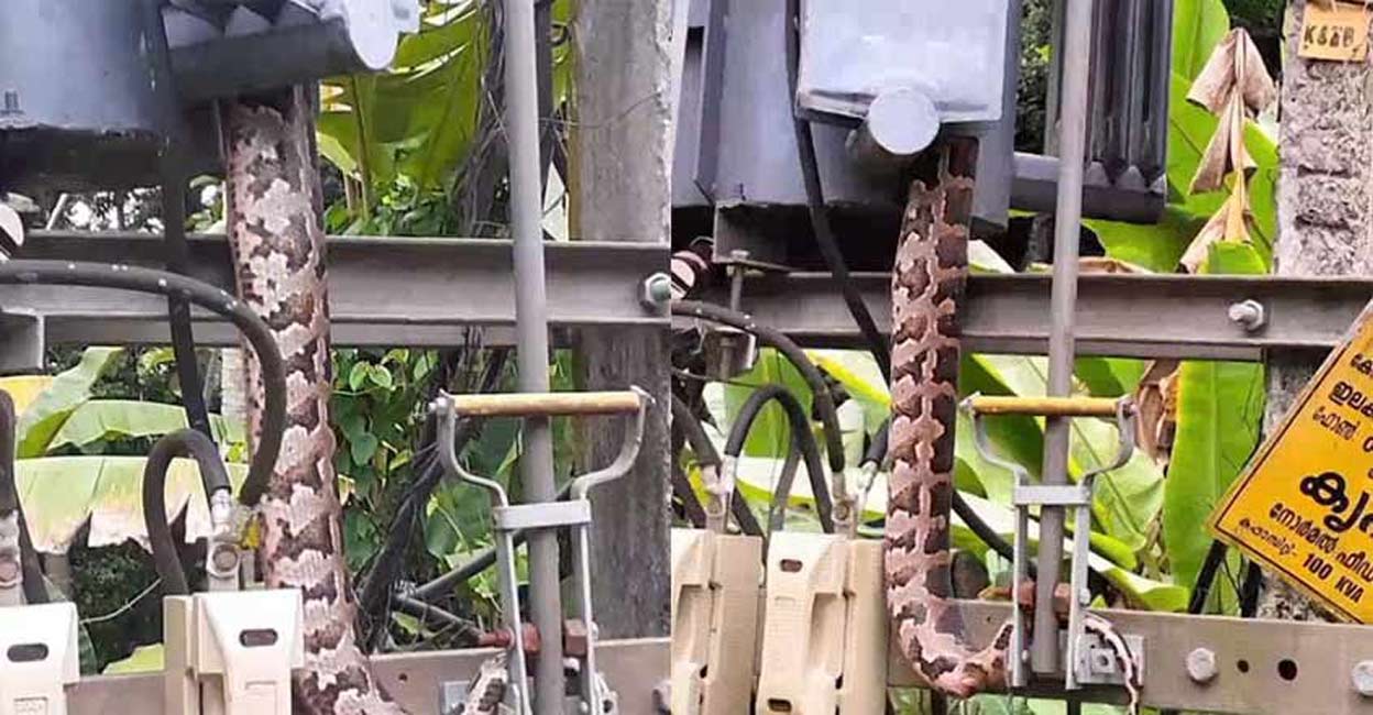 പത്തനംതിട്ടയിൽ ട്രാന്‍സ്ഫോമറില്‍ കയറിയ പെരുമ്പാമ്പ് ഷോക്കേറ്റു ചത്തു ...