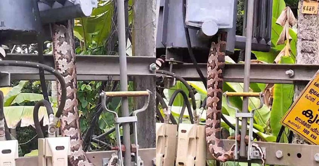 പത്തനംതിട്ടയിൽ ട്രാന്‍സ്ഫോമറില്‍ കയറിയ പെരുമ്പാമ്പ് ഷോക്കേറ്റു ചത്തു ...