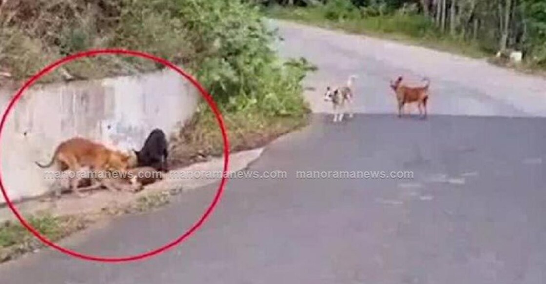 അഗളിയില്‍ നാട്ടിലിറങ്ങിയ മാനിനെ തെരുവുനായ്ക്കള്‍ കടിച്ചുകൊന്നു– Stray ...