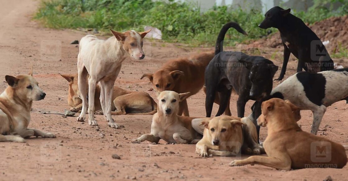 മാന്നാർ പഞ്ചായത്തിൽ വീണ്ടും തെരുവ് നായ്ക്കൾക്ക് ഷെൽറ്റർ പദ്ധതി | Stray ...