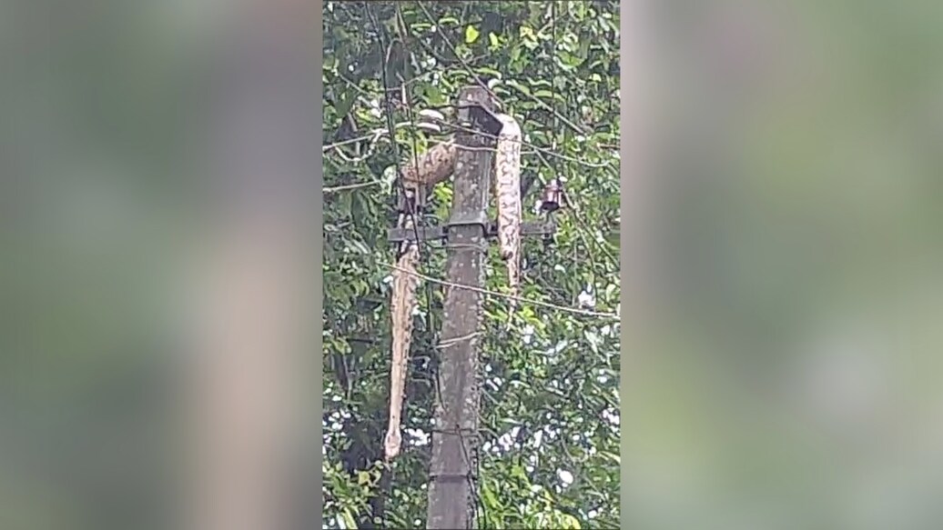 പോസ്റ്റിനു മുകളിൽ പെരുമ്പാമ്പ് ഷോക്കേറ്റ് ചത്ത നിലയിൽ; നീക്കം ചെയ്യാതെ പഴിചാരി ഉദ്യോഗസ്ഥ ...