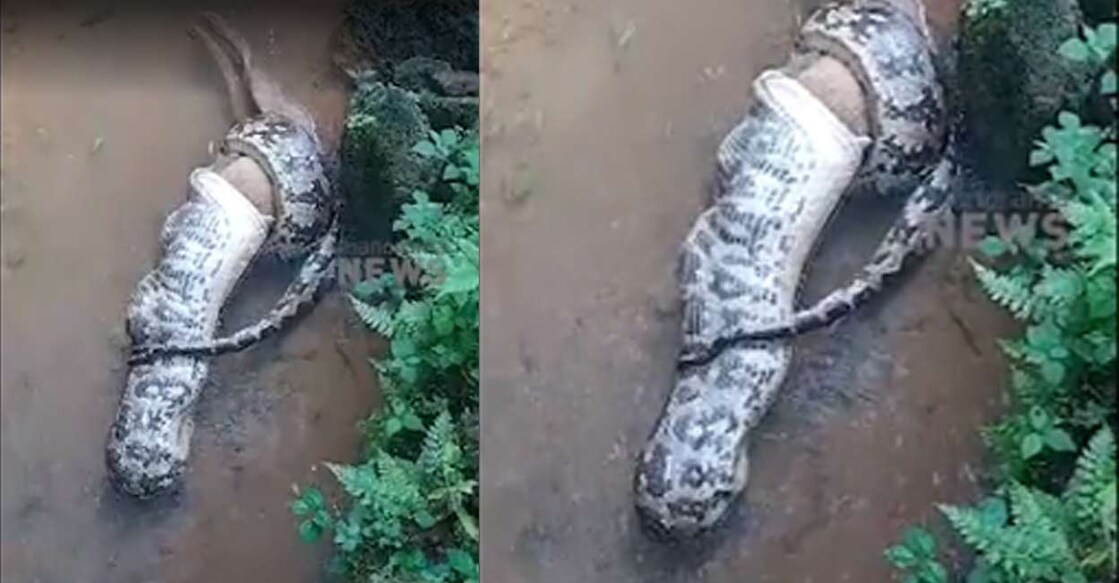 കൂടത്തായിയിൽ കുറുക്കനെ വിഴുങ്ങിയ നിലയിൽ പെരുമ്പാമ്പ്- Python | Fox | Manorama News