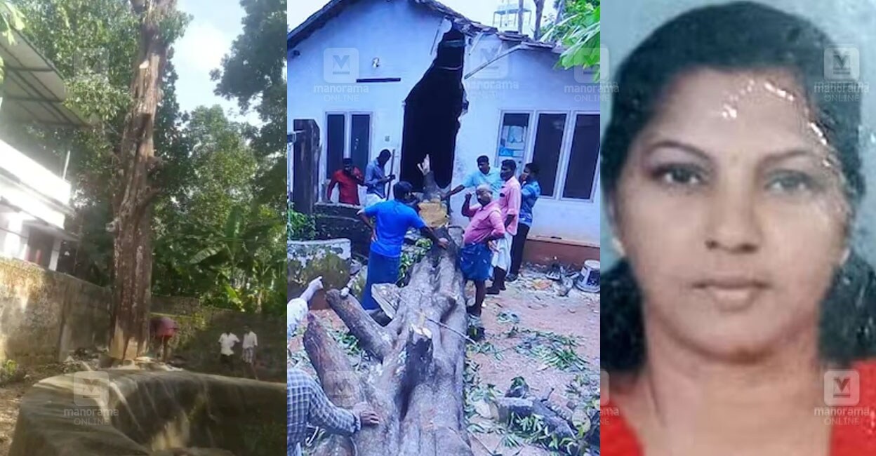 മരംമുറി കാണാൻ വാതിൽപ്പടിയിലിരുന്നു, ദിശമാറി മരം വീട്ടിലേക്ക്, അലറിക്കരഞ്ഞ് വീട്ടുകാ ...