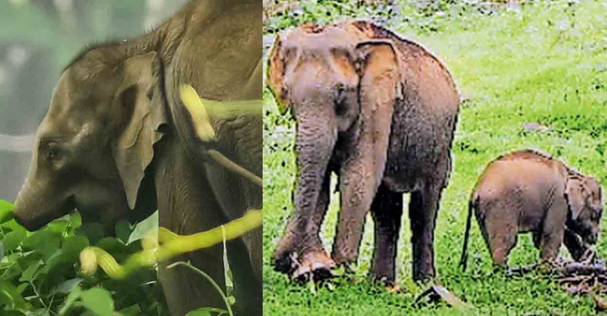 തുമ്പിക്കൈ ഇല്ലാത്ത കുട്ടിയാന അതിജീവന പാതയിൽ - Trunkless cub on a ...