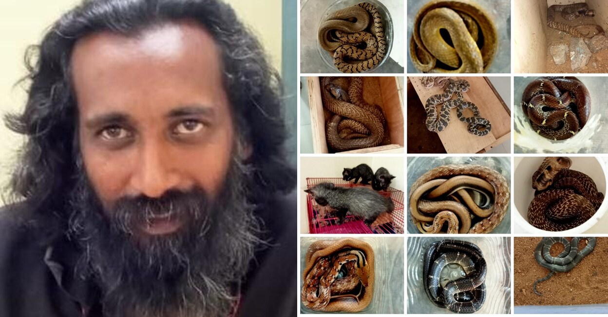 യുവാവിന്റെ വീട്ടിൽ നടത്തിയ റെയ്ഡിൽ കണ്ടത്തിയത് വിഷപ്പാമ്പുകളും ...