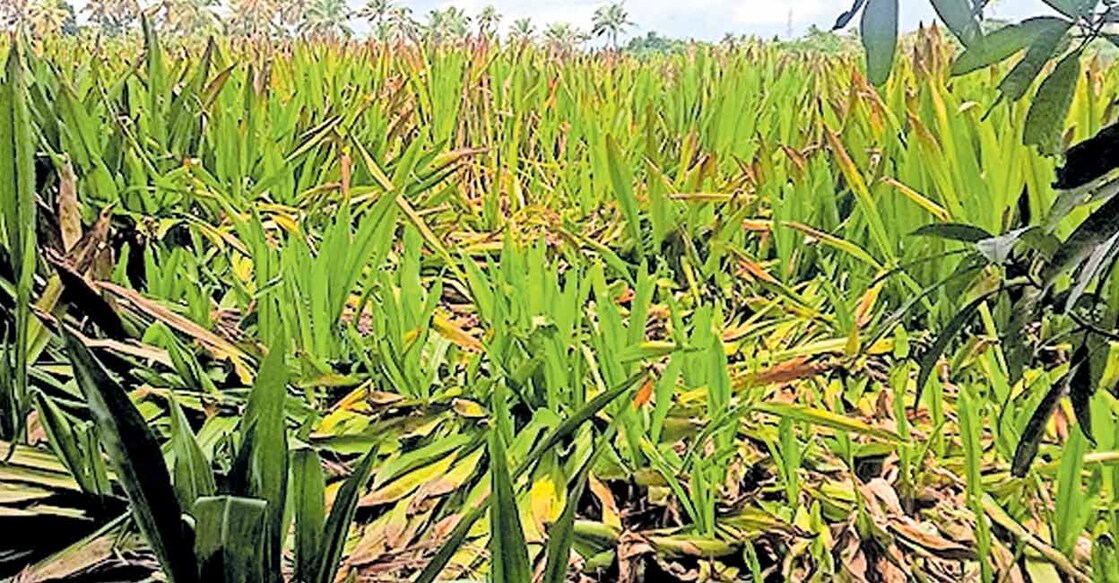 കുമരകത്തെ പുതിയ കള ശ്രീലങ്കൻ സ്വദേശി; ‘മലയൻ ഹംഗുവാന - Scientists say ...