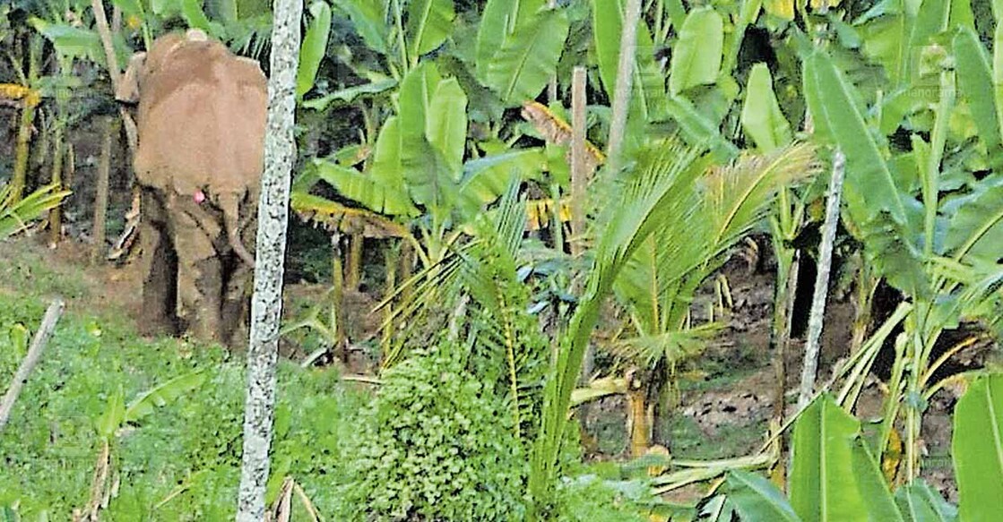 എല്ലാം കൃത്യം; കൊമ്പൻ കൂട്ടിൽ - Forest department has done difficult ...