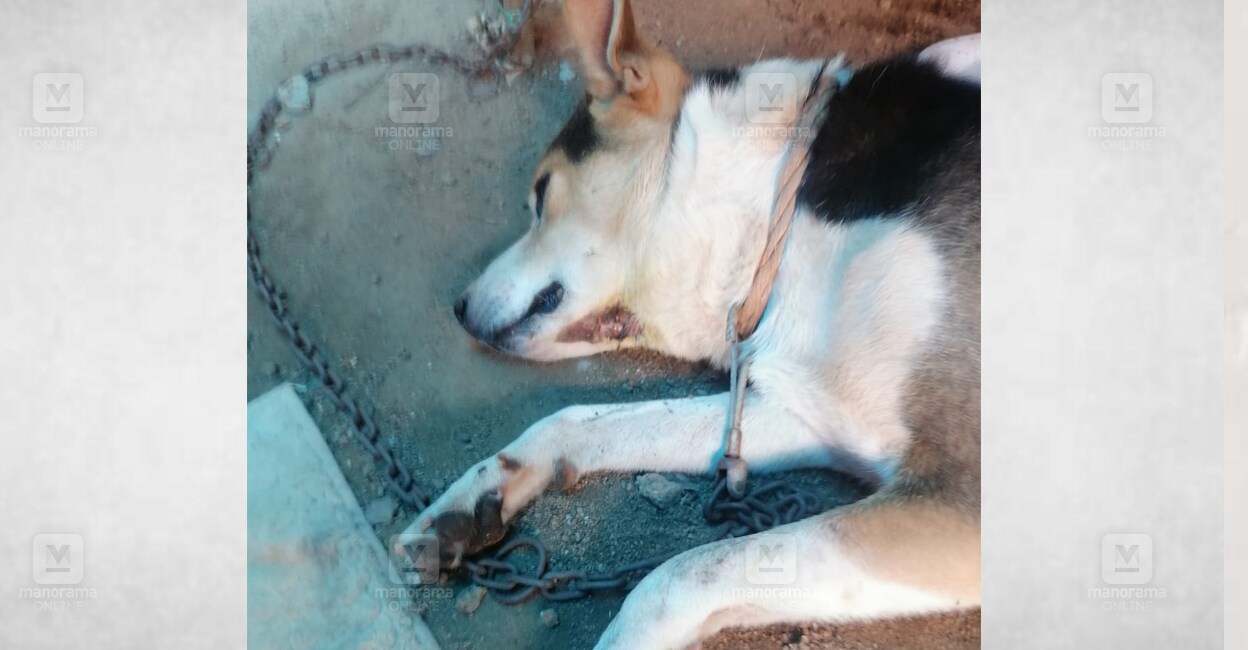 പൂഴിത്തോട് 2 വളർത്തുനായ്ക്കളെ ആക്രമിച്ച് വന്യജീവി: പുലി ഭീതിയി ...