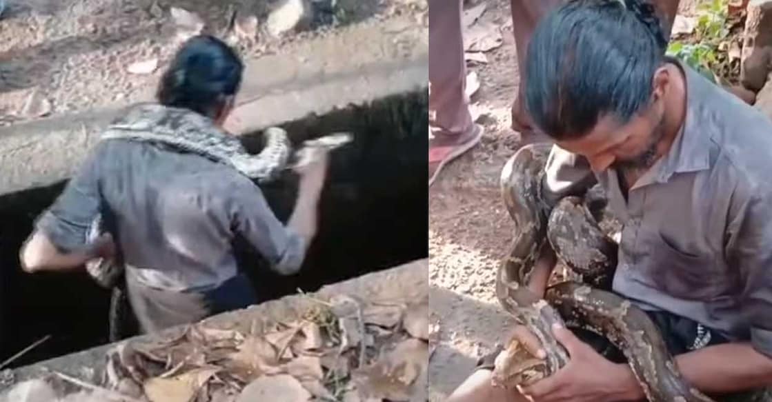 മദ്യലഹരിയിൽ പെരുമ്പാമ്പിനെ കഴുത്തിലിട്ട് അഭ്യാസം; പറക്കോട് സ്വദേശി അറസ്റ്റിൽ – വിഡിയോ - Python ...