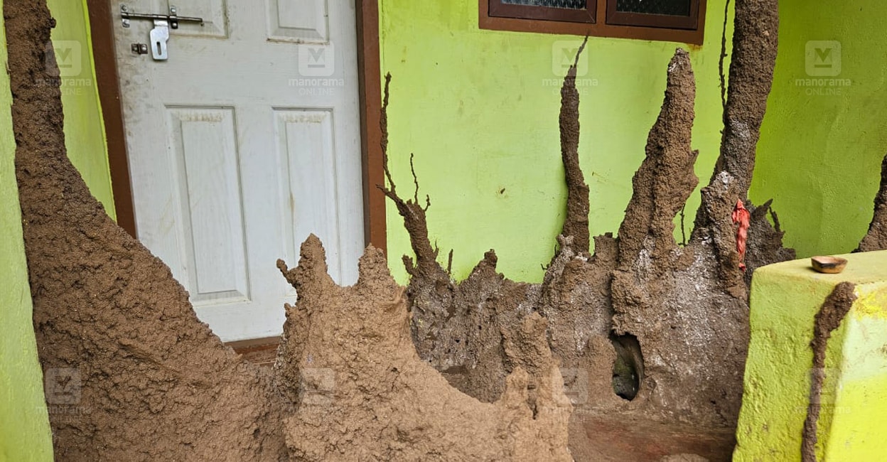 വീട് ചിതൽപ്പുറ്റ് കയ്യേറി: ദൈവിക സാന്നിധ്യമെന്ന് കോളനിക്കാർ, ഒപ്പം ...