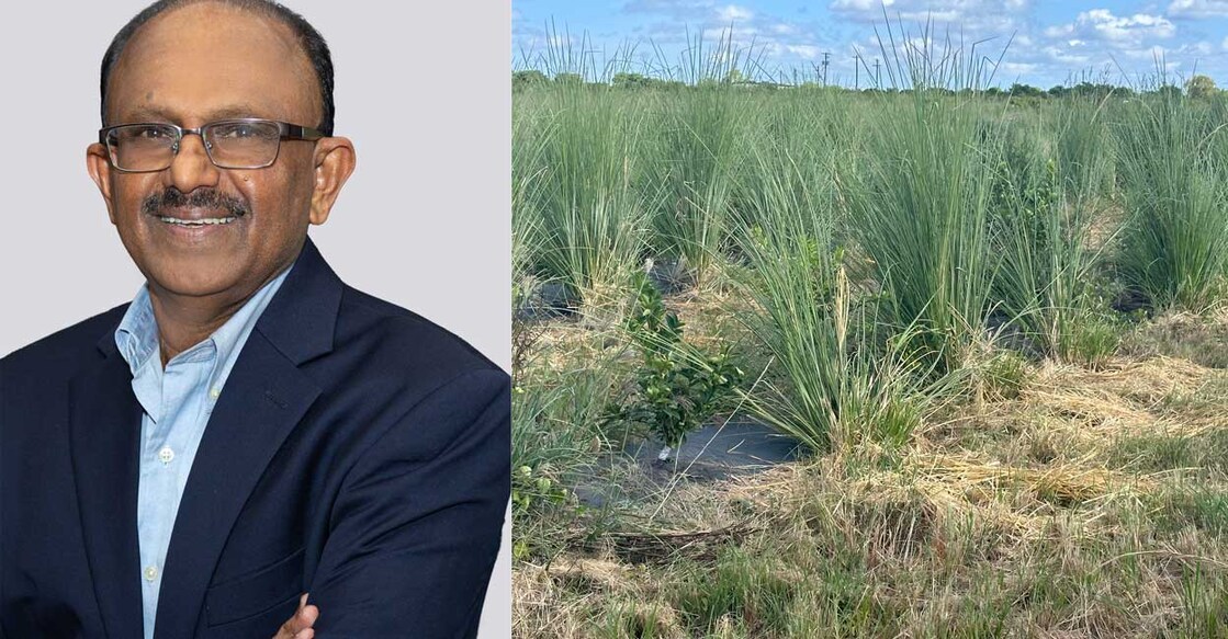 ഉരുൾപൊട്ടലും മണ്ണിടിച്ചിലും തടയും, രാമച്ചത്തിന്റെ വേരുകൾ– Vetiver ...