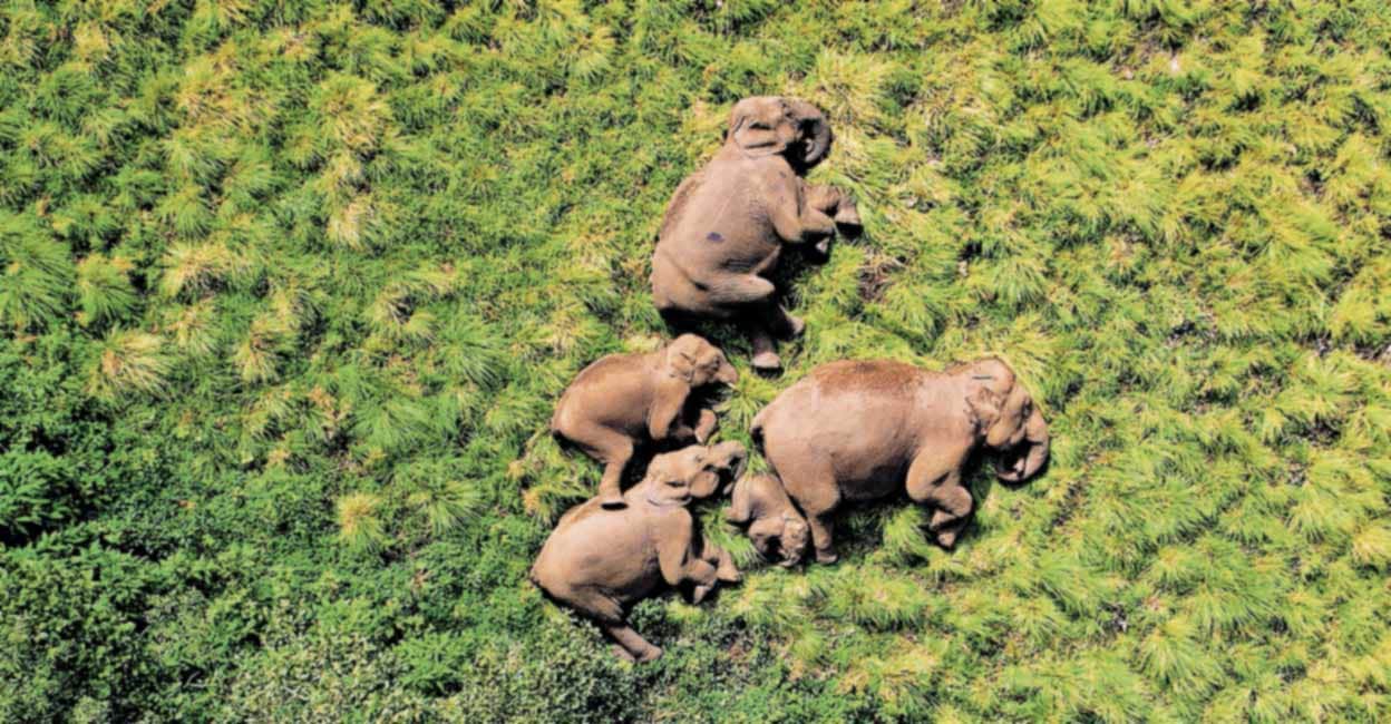 ഈ ആനച്ചിത്രം വന്ന വഴി | മനോരമ ഓൺലൈൻ ന്യൂസ് - Rare Drone Footage of ...