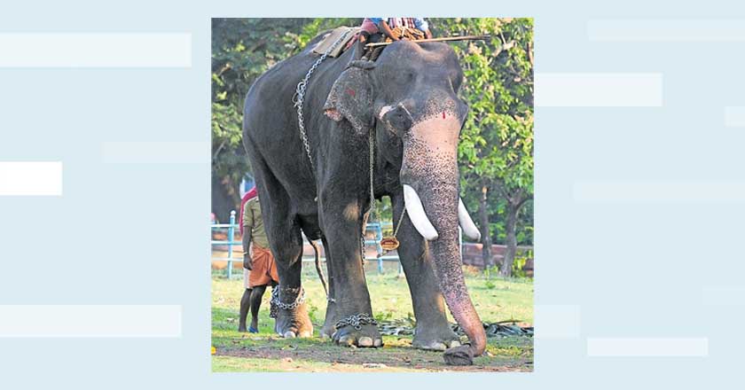 ഗജമുത്തച്ഛൻ പാറമേക്കാവ് രാജേന്ദ്രൻ വിടവാങ്ങി | paramekkavu rajendran ...