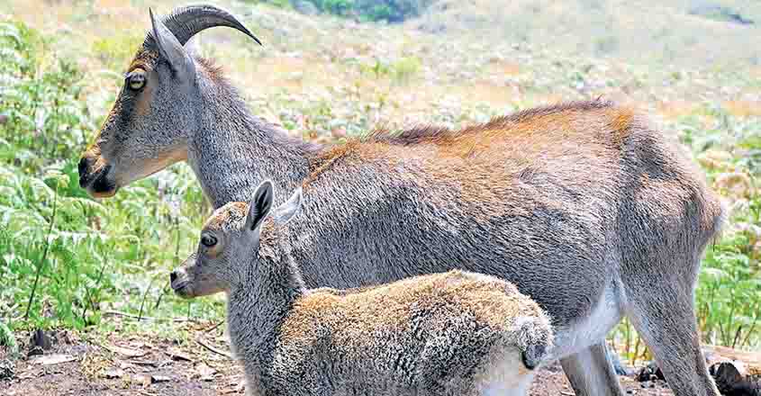 പ്രജനനകാലം തീരുന്നു; ഇരവികുളത്ത് പിറന്നത് 68 വരയാട്ടിൻകുട്ടികൾ | idukki ...