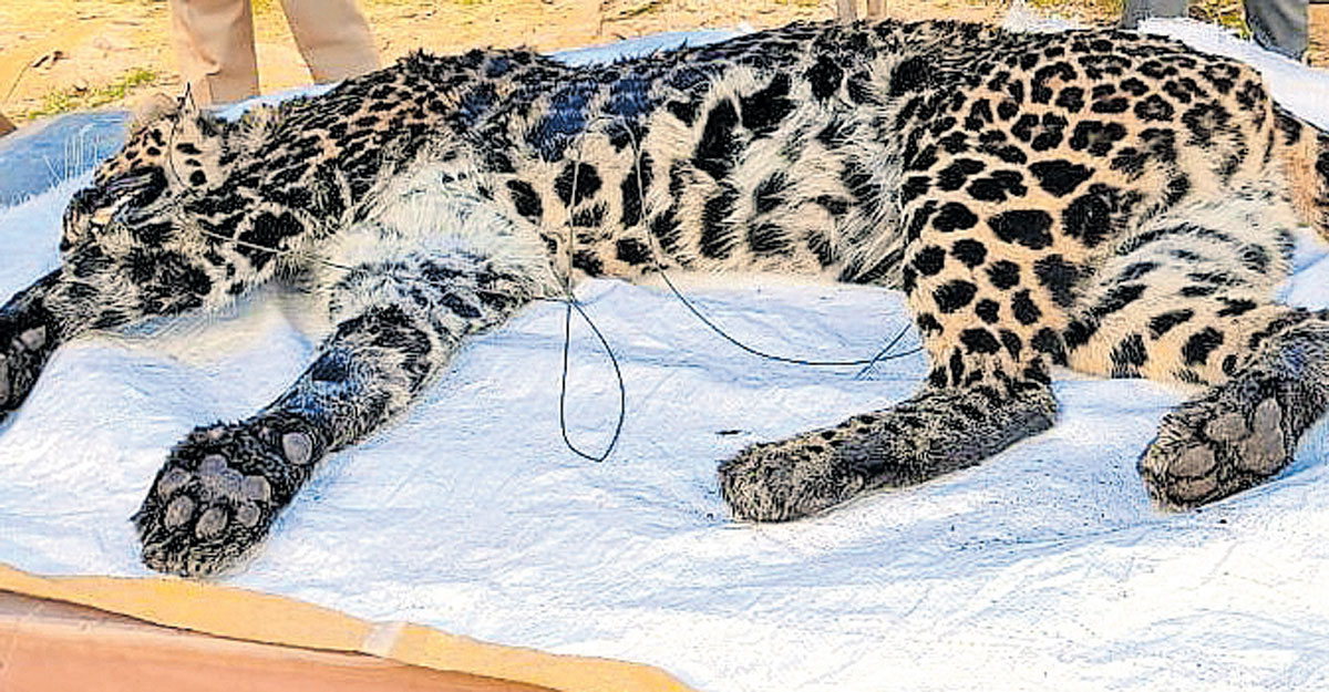 കെണിയിൽ വീണ് പുള്ളിപ്പുലി ചത്തു | Manorama News