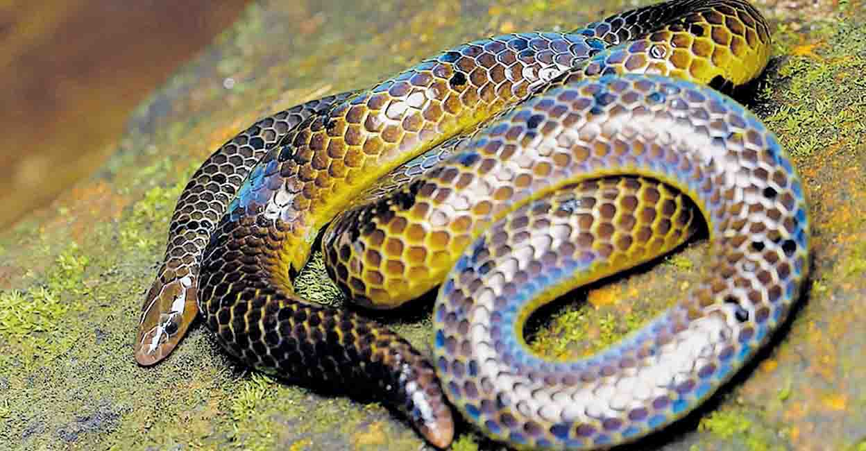 സ്വർണ കവചവാലൻ പാമ്പ് വീണ്ടും കൺമുന്നിൽ; 142 വർഷത്തിന് ശേഷം - Chembra ...