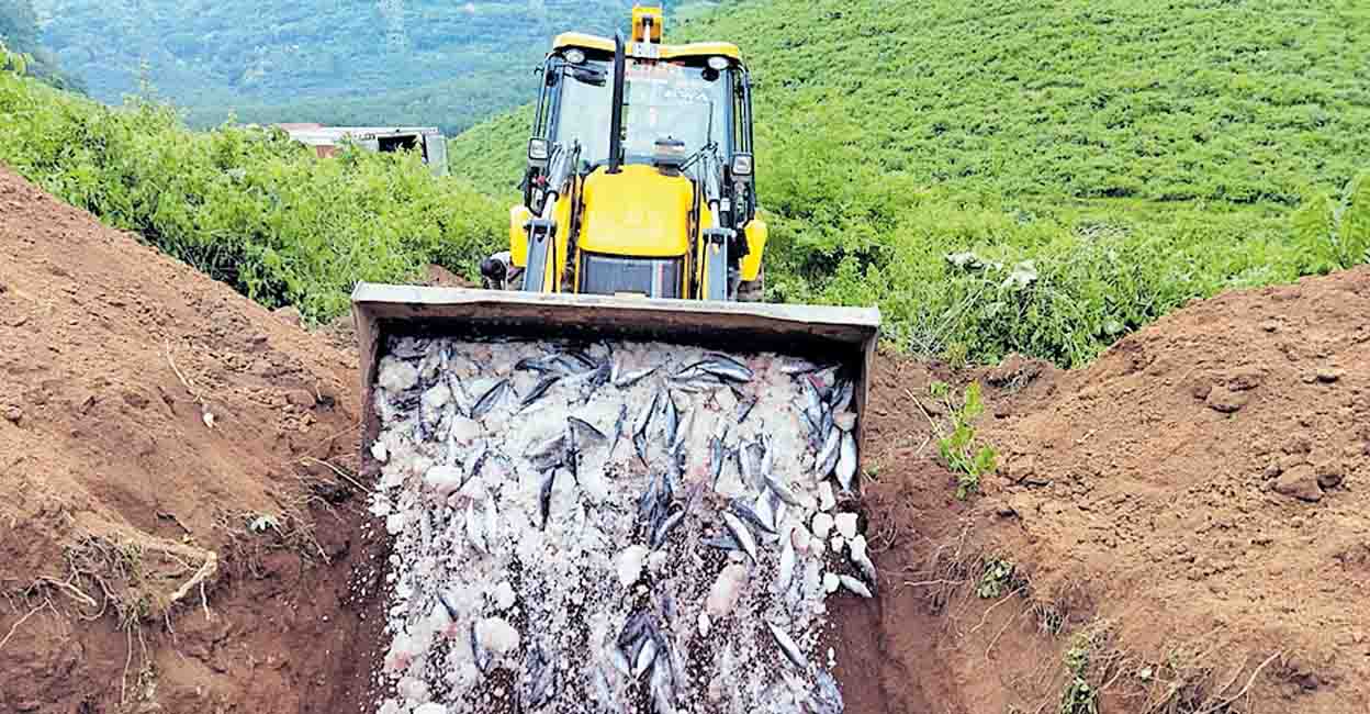 കേരളത്തിലേക്ക് കടത്തിയ 10,750 കിലോ പഴകിയ മത്സ്യം പിടികൂടി - Poisoned ...