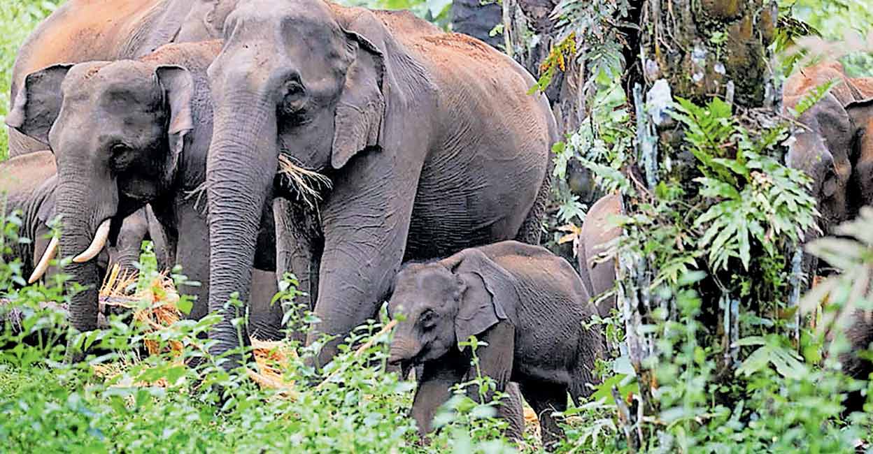 തുമ്പിക്കൈ ഇല്ലാത്ത കുട്ടിയാന വീണ്ടും എണ്ണപ്പനത്തോട്ടത്തിൽ - Trunkless ...