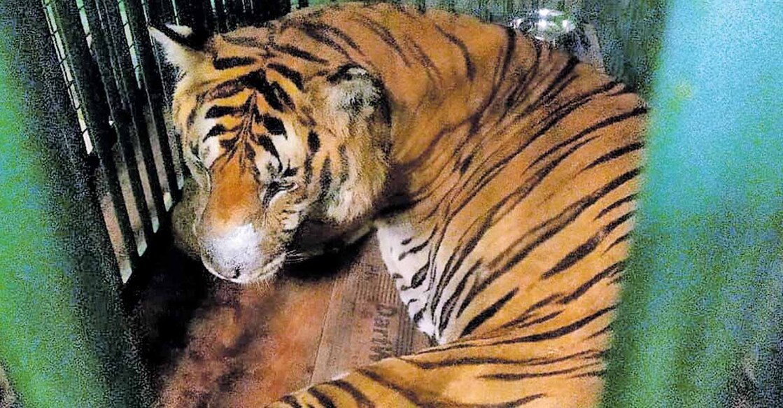 വയനാട്ടിൽ നിന്നു പിടിച്ച കടുവ ഇനി രുദ്രൻ : കടുവയുടെ ശസ്ത്രക്രിയ വിജയം ...