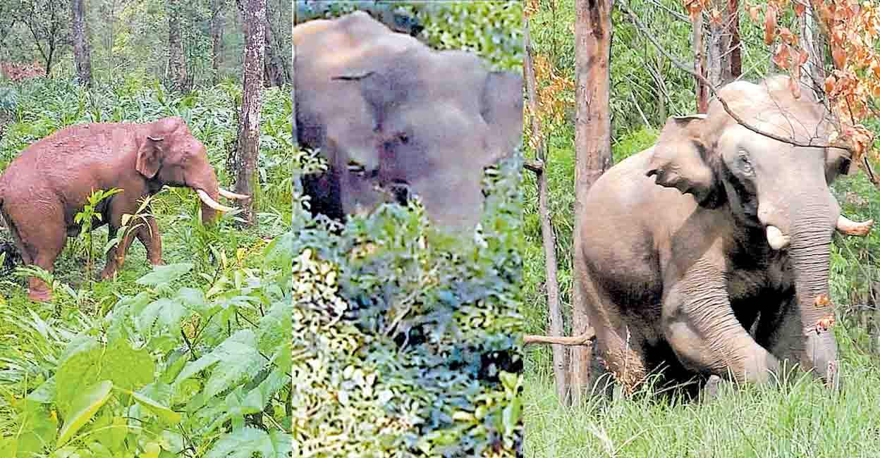 ഇടുക്കിയിലെ അപകടകാരികളായ കാട്ടാനകളുടെ കാര്യത്തിൽ തീരുമാനം - Idukki ...