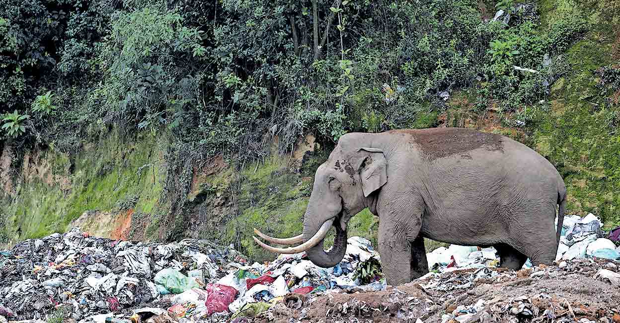 മാലിന്യം തിന്നുന്ന കാട്ടാന; വേണം, സംസ്കരണം - Wild elephants eating ...