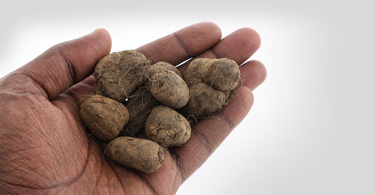 കയ്യിൽ കറ പറ്റാതെ കൂർക്ക വൃത്തിയാക്കാം - How to clean chinese potato ...