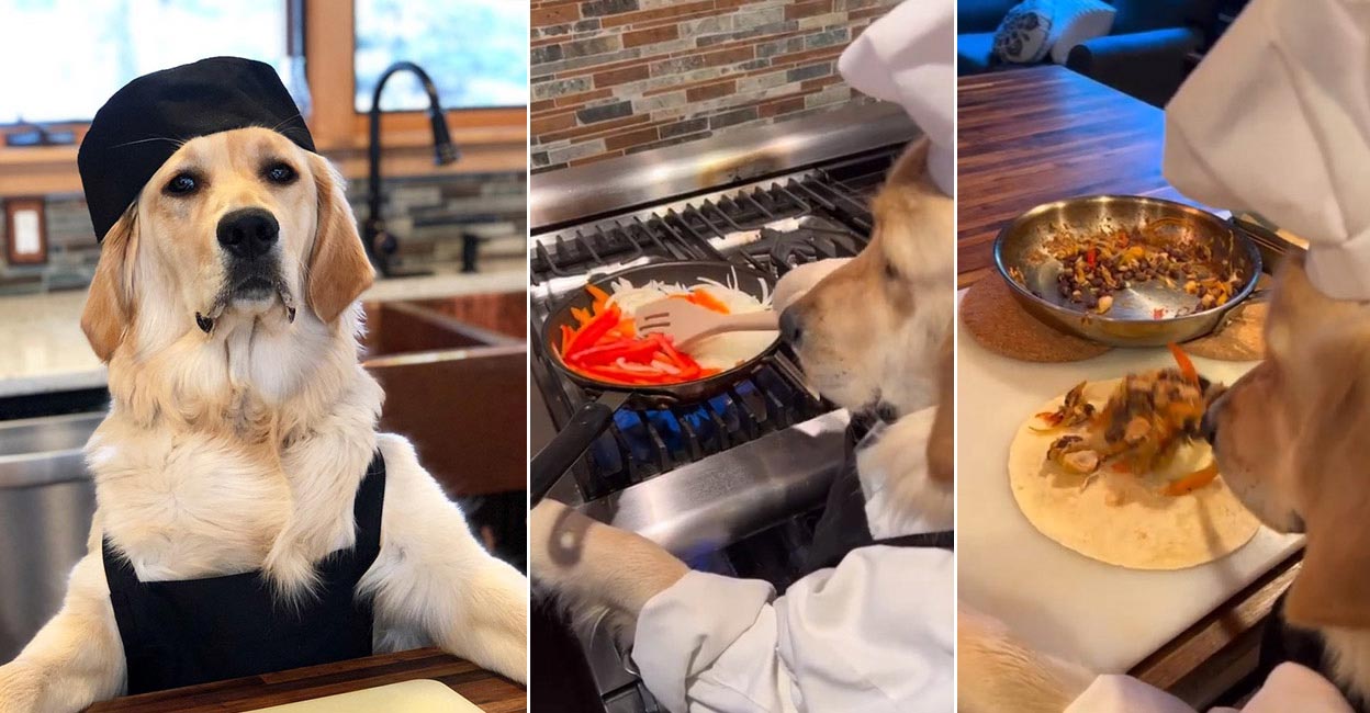 ബാഡ്ജറിന്റെ കുക്കിങ് പൊളിയല്ലേ | Chef Badger | Viral Video | Cake