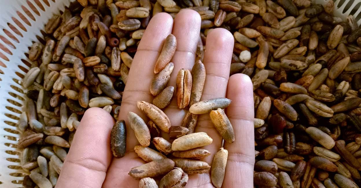 ഇത്രയും ഗുണങ്ങള്‍ ഉള്ള ഈന്തപ്പഴത്തിന്‍റെ കുരു കളയേണ്ട, രുചികരമായ ഒരു ...