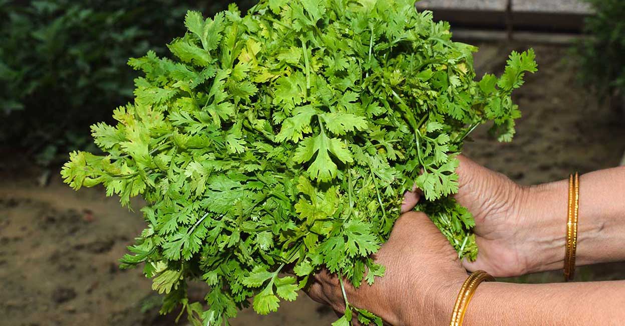ഒരു മാസം വരെ മല്ലിയില കേടാകാതെ സൂക്ഷിക്കാം; ഈ ട്രിക്ക് പരീക്ഷിക്കാം ...