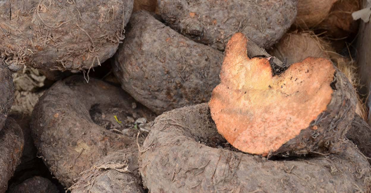 ഇനി കൈ ചൊറിയില്ല, ധൈര്യമായി ചേന മുറിച്ചോളൂ; ഈ ട്രിക്കുകള്‍ പരീക്ഷിക്കാം ...