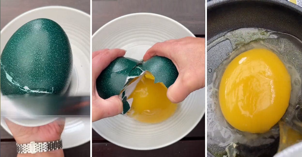 ഇതെന്താ പച്ച നിറത്തിൽ! പന്ത്രണ്ട് കോഴിമുട്ടയ്ക്കു സമമാണ് ഈ മുട്ട | This ...