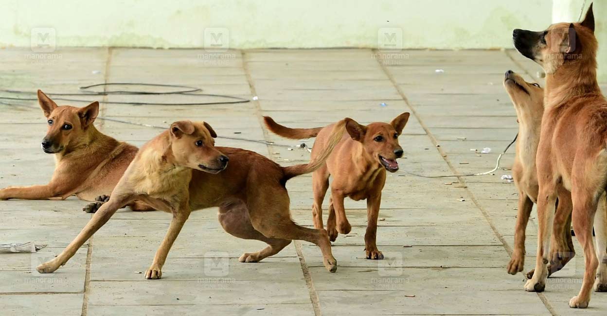 പേവിഷബാധ: 11 വർഷത്തിനിടെ കേരളത്തിൽ 160 | മനോരമ ഓൺലൈൻ ന്യൂസ് | മലയാള ...