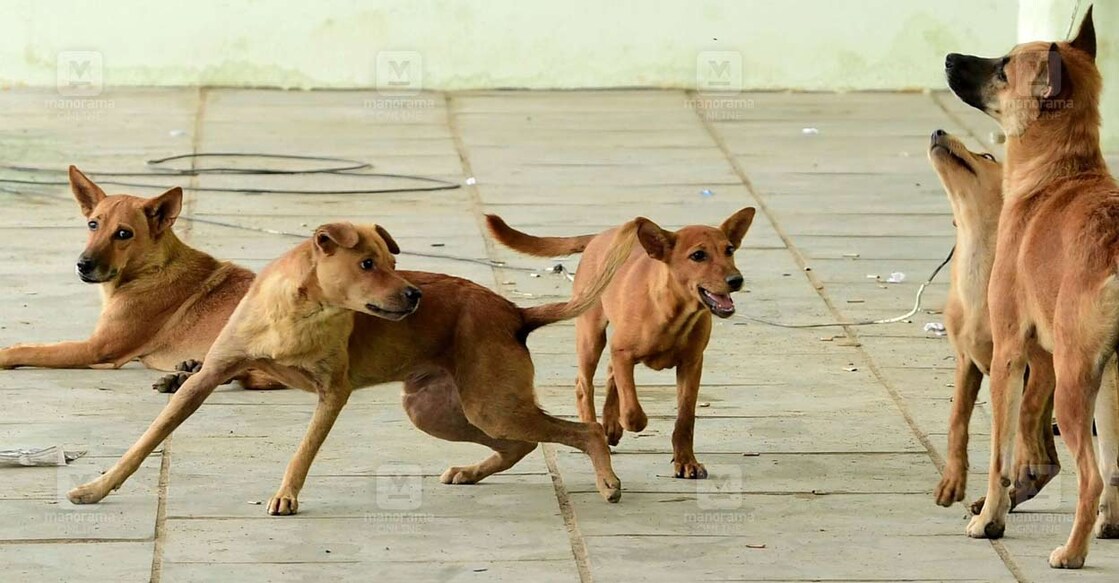 പേവിഷബാധ: 11 വർഷത്തിനിടെ കേരളത്തിൽ 160 | മനോരമ ഓൺലൈൻ ന്യൂസ് | മലയാള ...