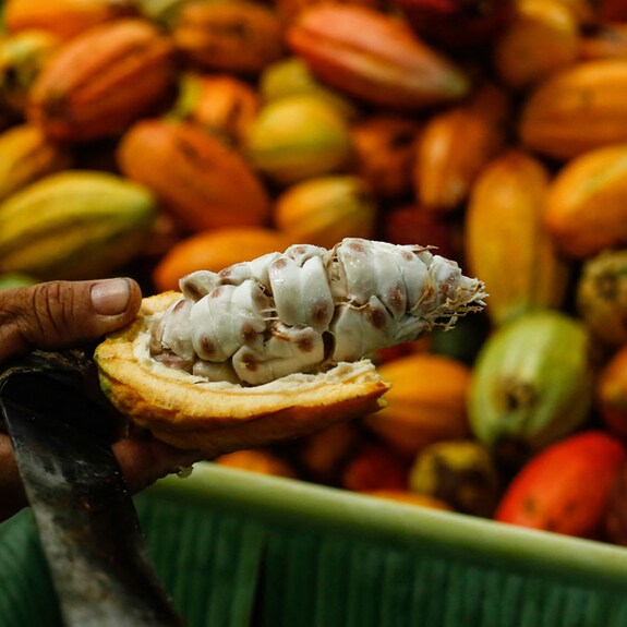 രണ്ട് തൈ നട്ടാൽ സ്ഥിര വരുമാനം ഉറപ്പ് – Cocoa Farming | Agriculture ...