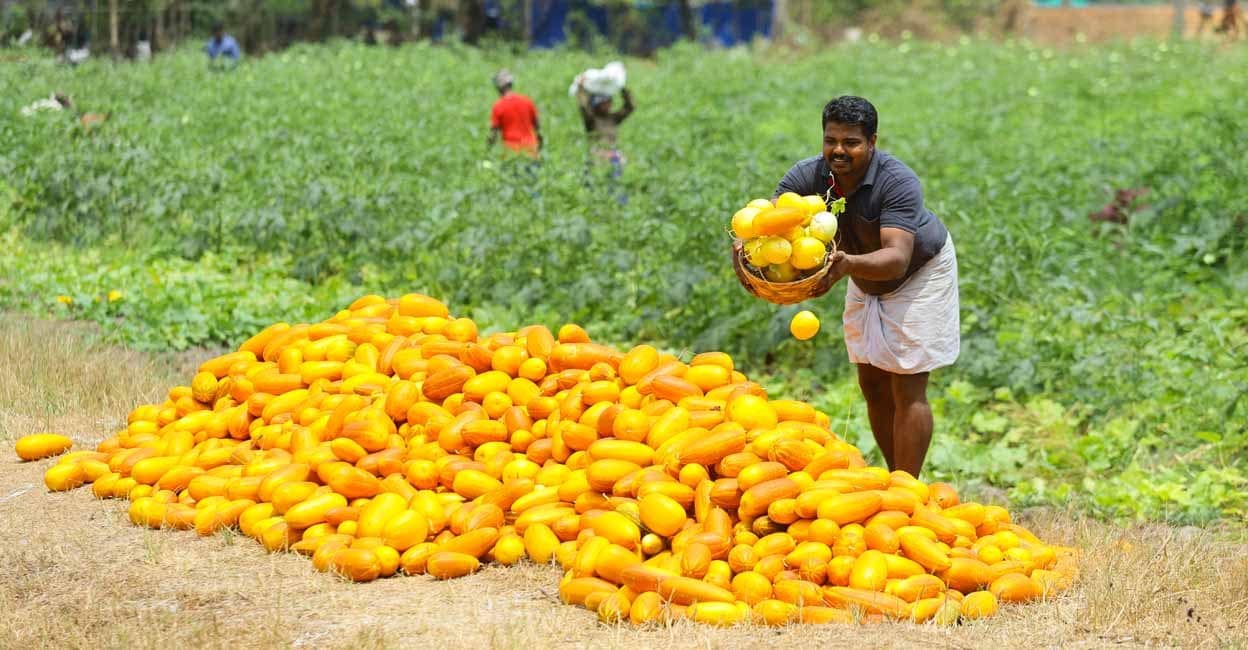 ‘സ്വർണം’ വിളയുന്ന പാടം, സുജിത്തിന്റെ കൃഷിതന്ത്രം- Vellari | Farming ...