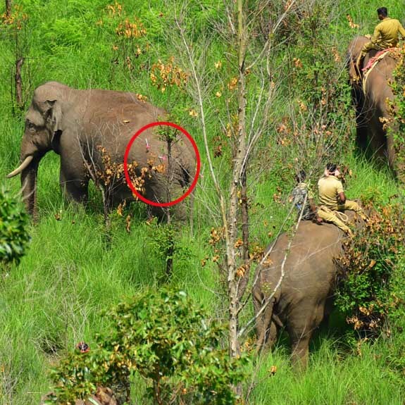 കണക്കു തെറ്റിയാൽ ഇതു മരണവെടി - Tranquilizer Darts | Sedating Animals ...