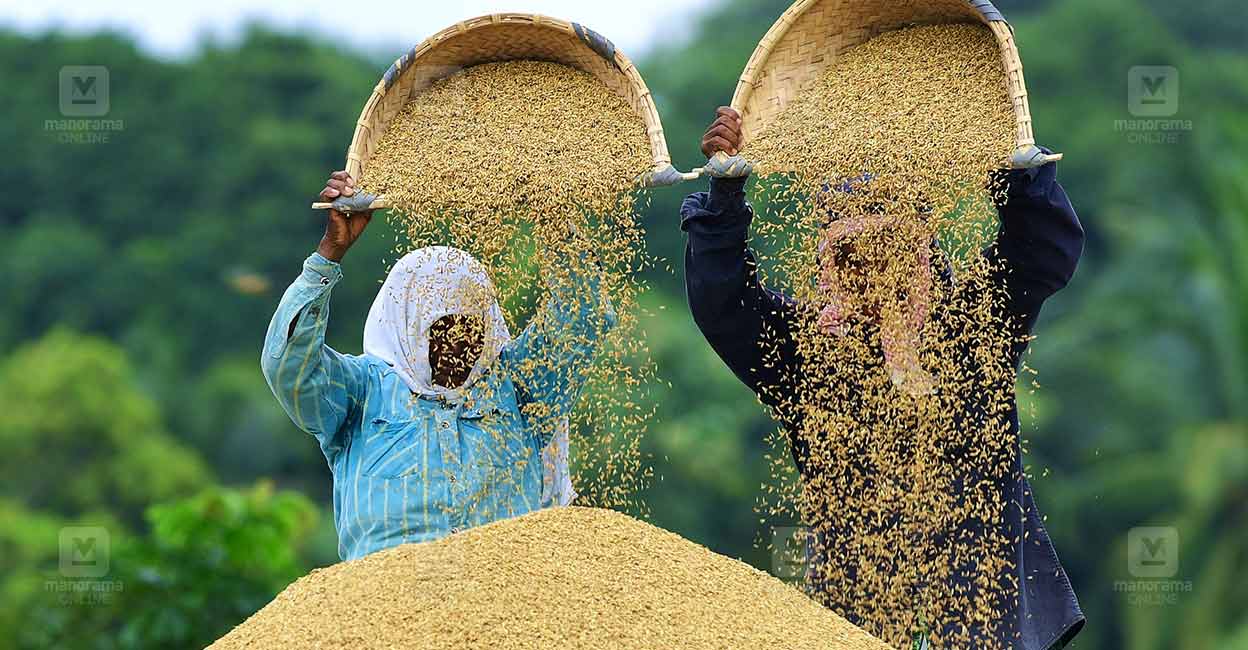 നെല്ലിലെ വായ്പാക്കെണി 9 വർഷം മുൻപേ പറഞ്ഞ പ്രവാസി മലയാളി – Kerala Paddy ...