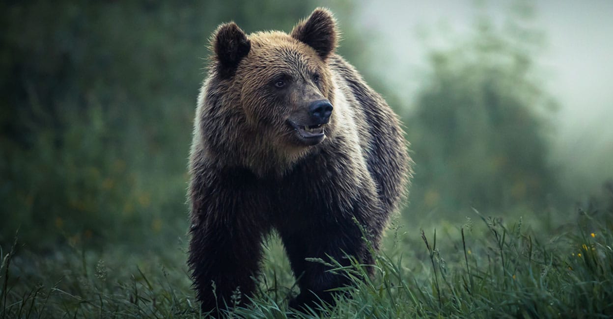 കേരളത്തിൽ വേണ്ടത് സ്ലൊവാക്യൻ മോഡലോ? – Slovakia Bear Attacks | Kerala ...